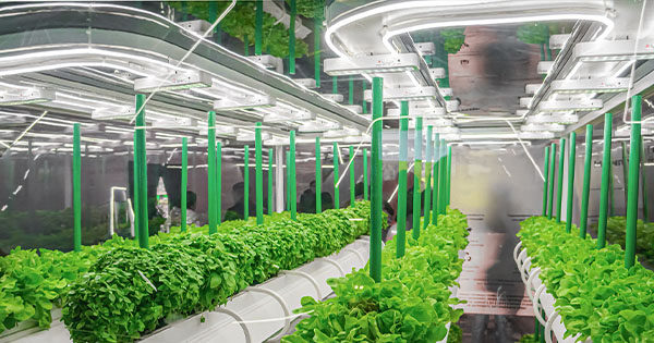 Dutch firm’s vertical mega farm to produce up to 500 tonnes of leafy ...