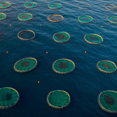 Singapore's tallest fish farm to produce 2,700 tonnes of fish a year by ...